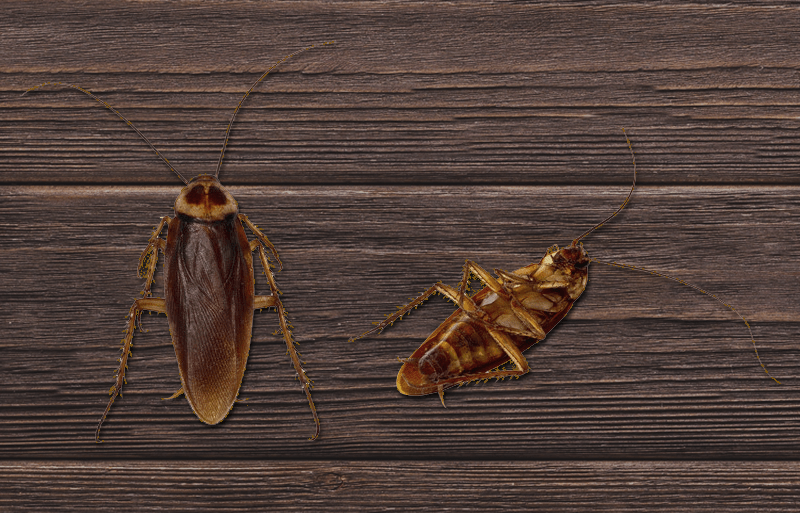 The Biology of A Cockroach – Zap Pest Control