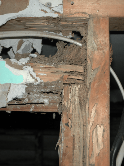 Termite Control – Zap Pest Control