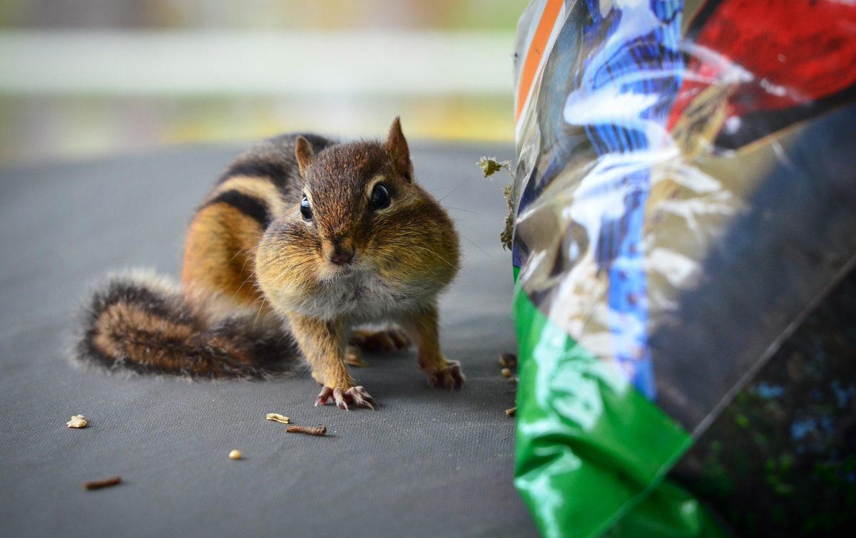 Rodent Control – Zap Pest Control