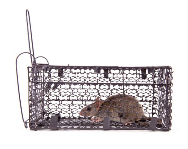 Rodent Control - Zap Pest Control